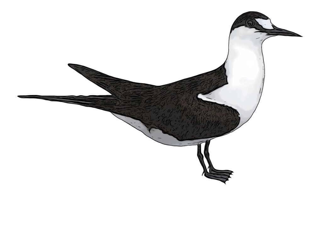 Sooty Tern – tinywideworld